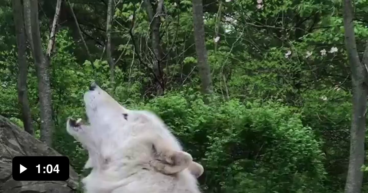 Come and join the wolf pack - 9GAG