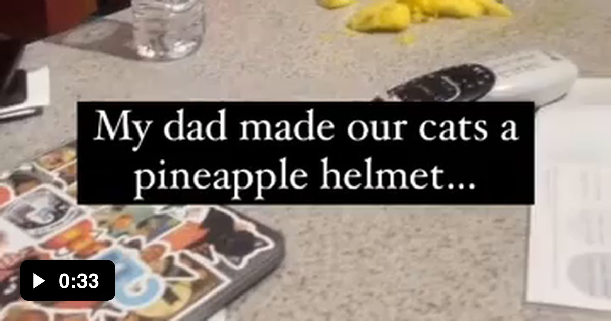 Pineapple hat for cat! - 9GAG