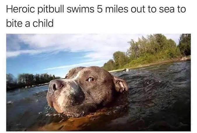 Please send your pitbull memes. - 9GAG
