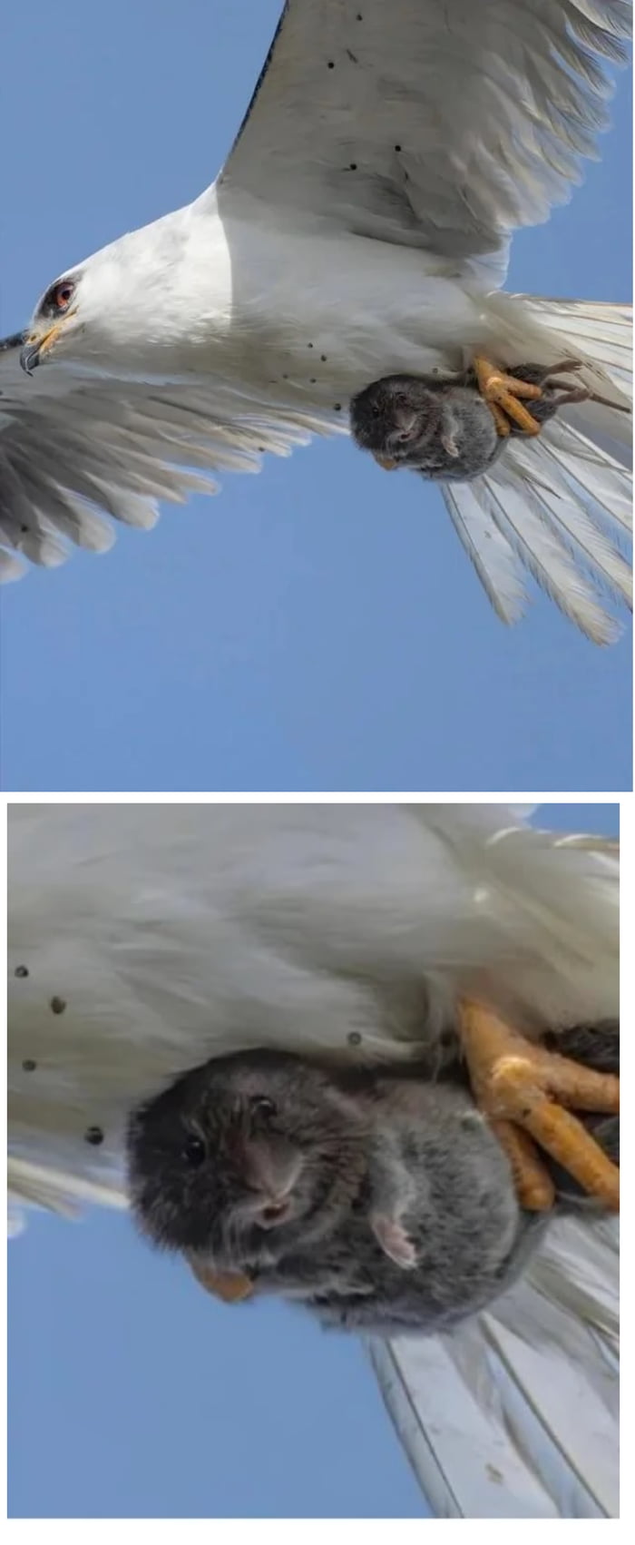 Wildlife photographer Sha Lu captures the perfect moment a small animal ...