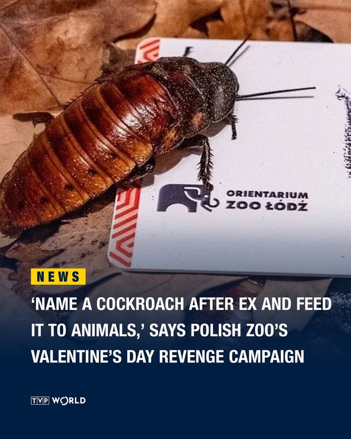 A Polish zoo offers the broken-hearted a Valentine's Day experience to ...