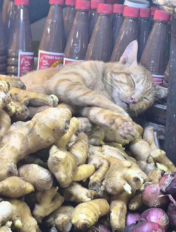 A literal ginger cat - 9GAG