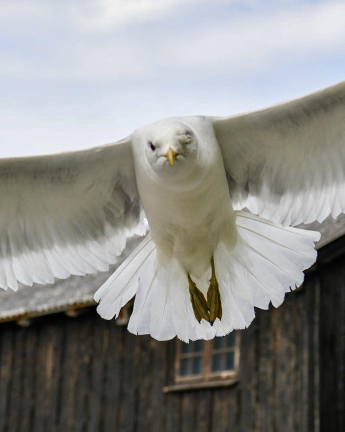 The white winged terror bringer - 9GAG