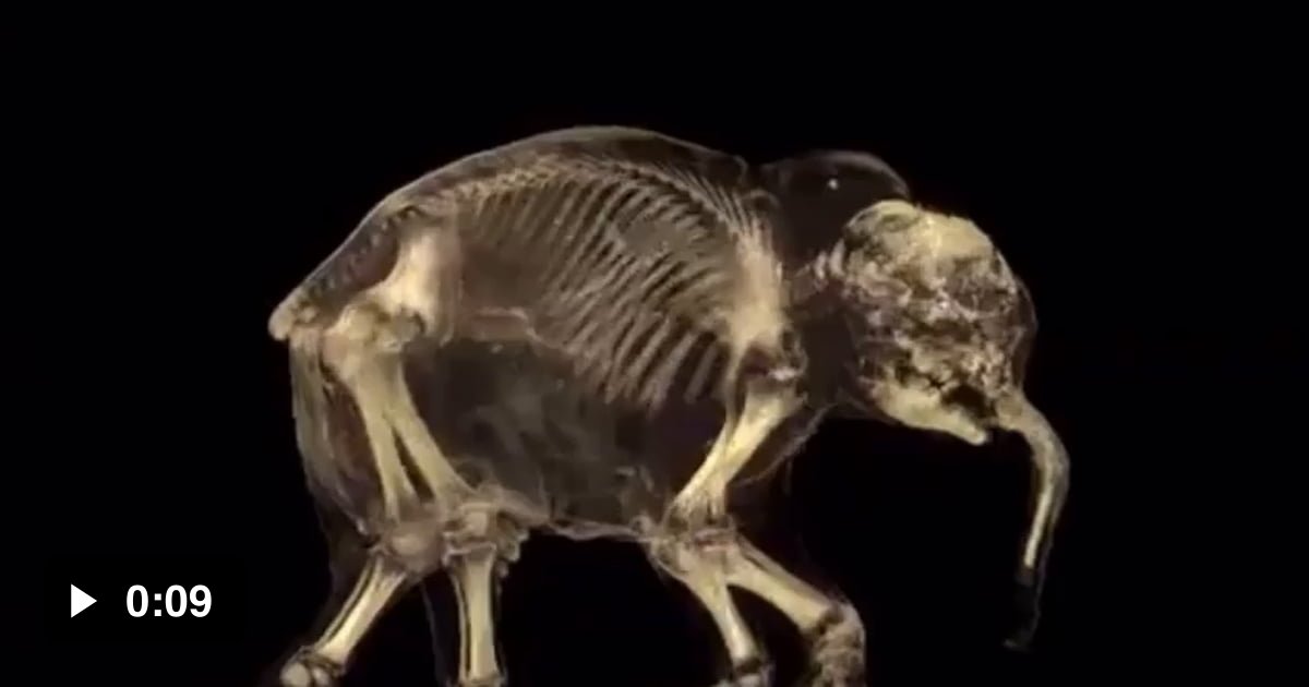 Full body CT-scan of Lyuba, a baby woolly mamoth that lived 40,000 ...