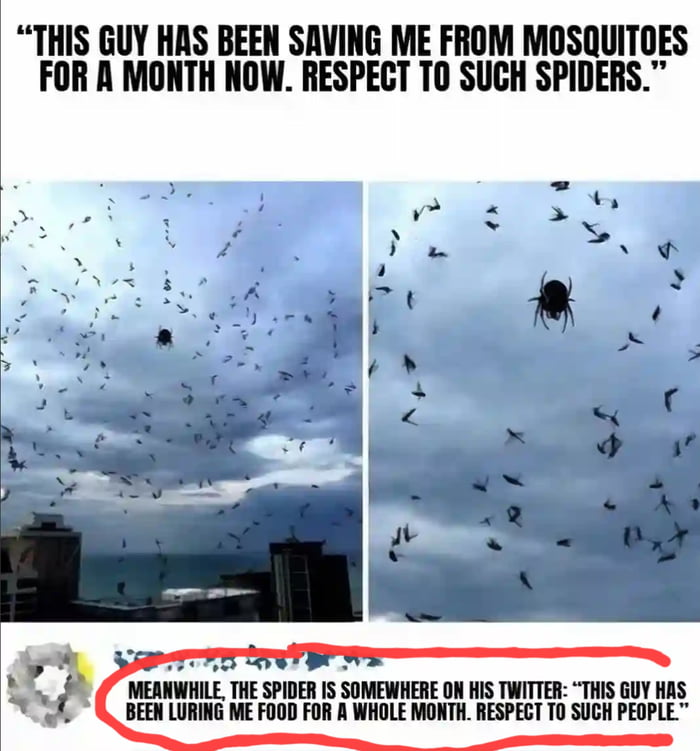 Friendly Neighbor-bug Spidey - 9GAG