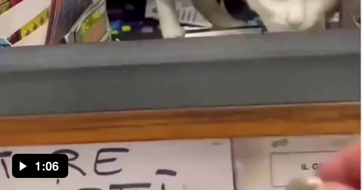 Always ready to help 🐈 - 9GAG