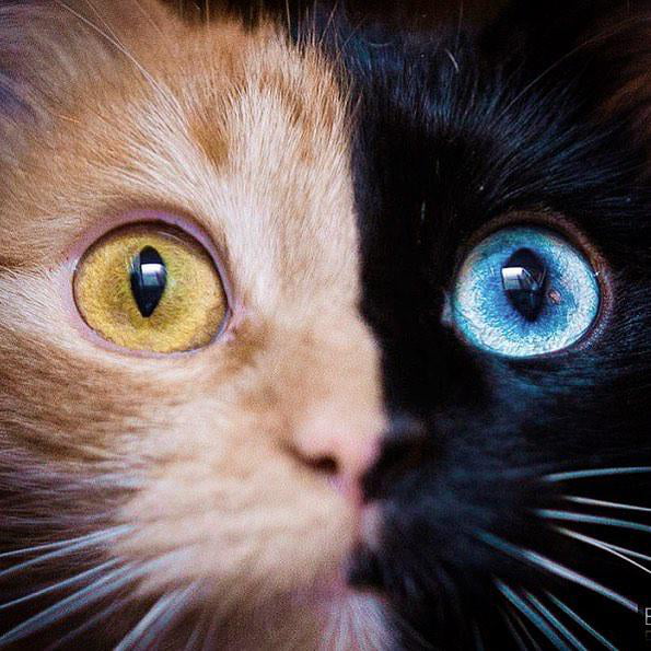 A Two-Faced Cat due to Chimerism - 9GAG