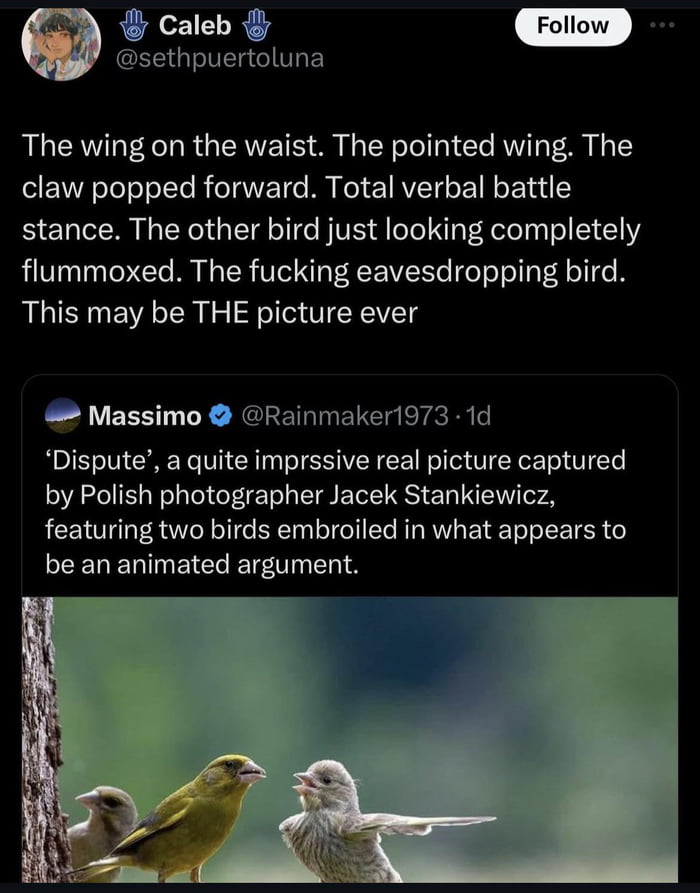 The drama is real with these birds - 9GAG