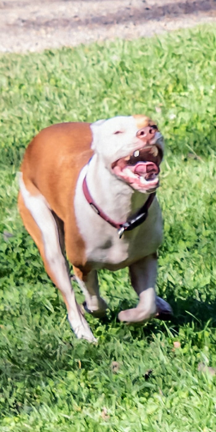 Priscilla the Pitbull - 9GAG