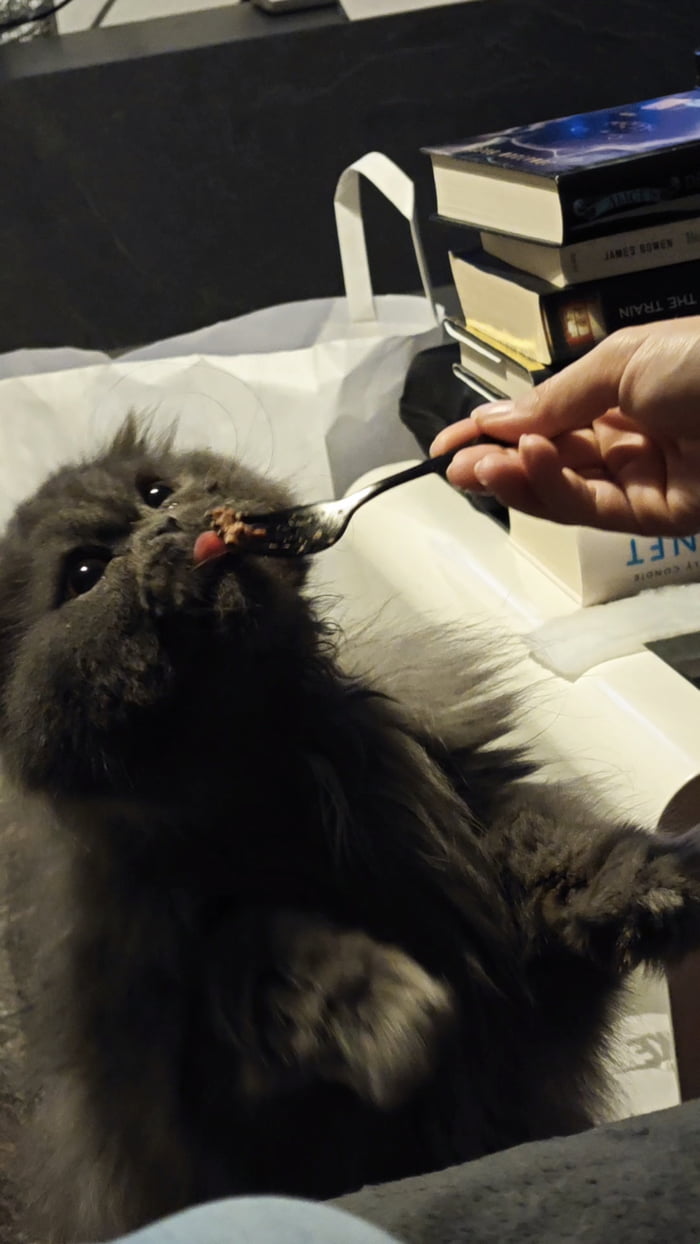 This is my fluffy chonker - 9GAG