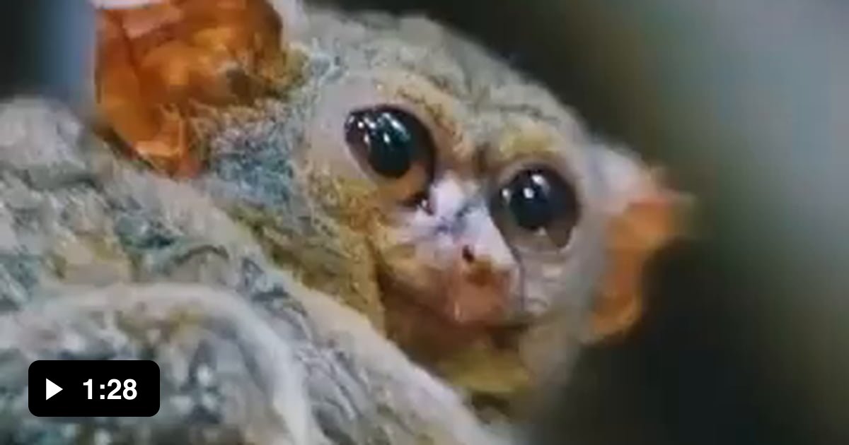 Marvelous tiny disgusting creature ! - 9GAG