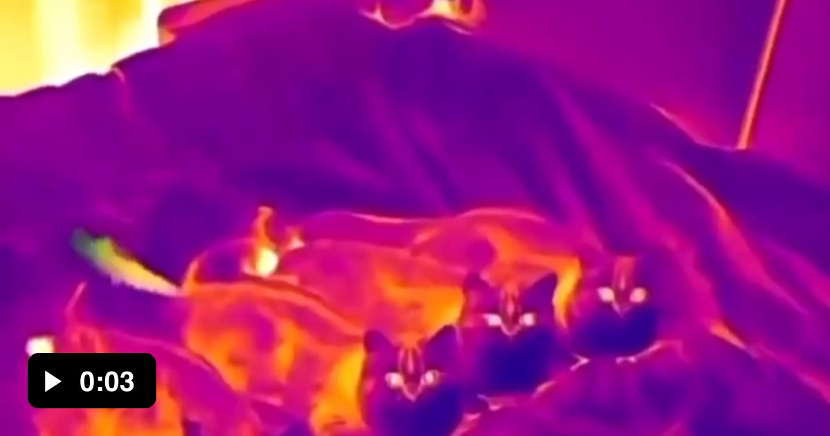 Thermal camera. Cats fart 💨 - 9GAG
