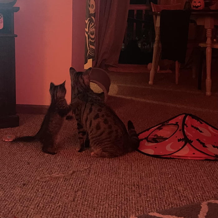 Smol cat (arya) gives a loving shoulder pat to her big bro (roshi) - 9GAG