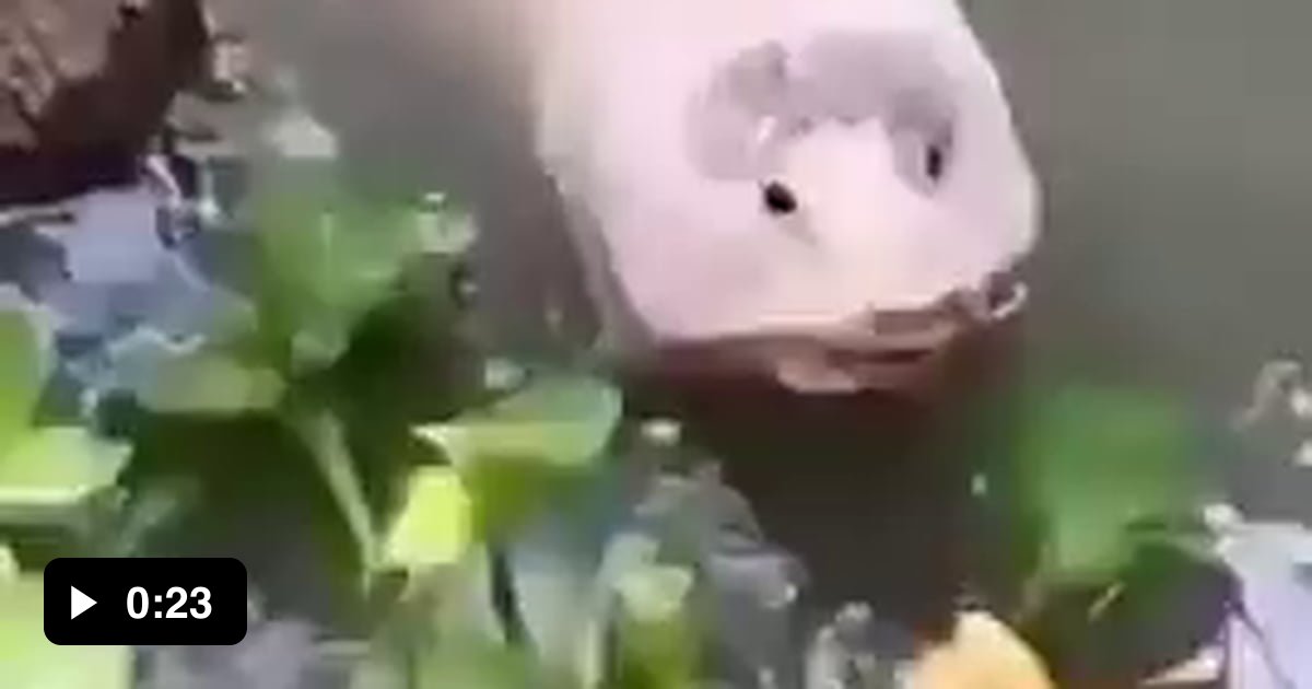 What in the world is this creature - 9GAG