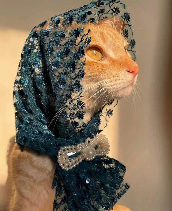 Yenta cat watching the neighbors - 9GAG