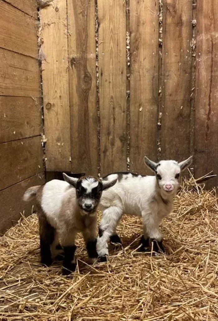 Went to a farm today and saw these two baby goats - 9GAG