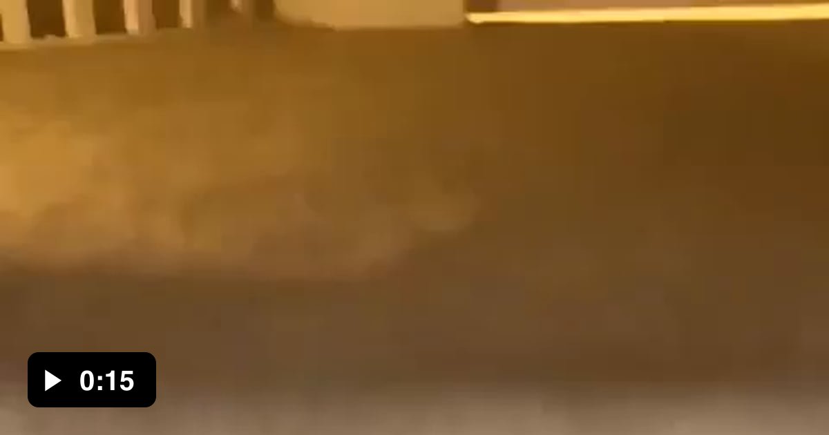 Adorable Puppies Dressed Like Ghosts Haunt House! - 9GAG