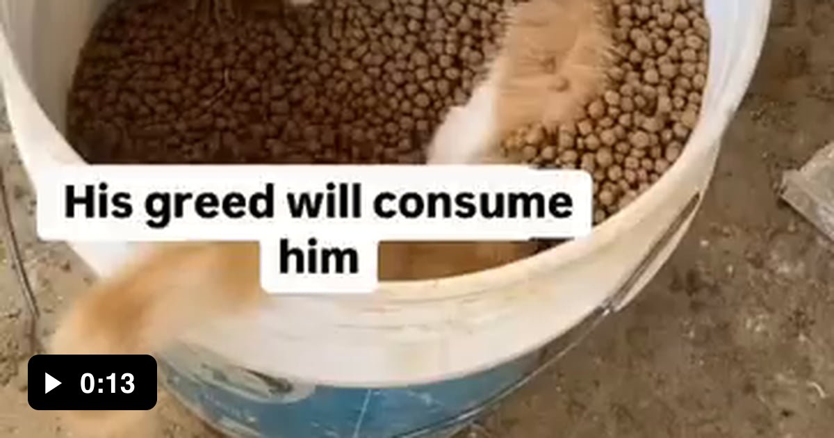 All cats are embodiment of greed - 9GAG