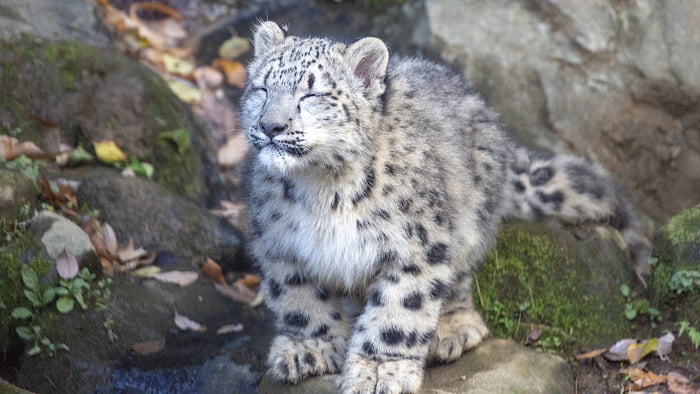 A very joyful snow leopard - 9GAG