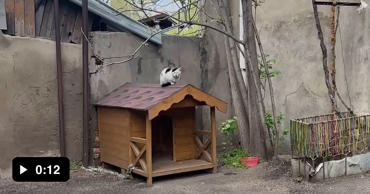 This cat has nein lives - 9GAG