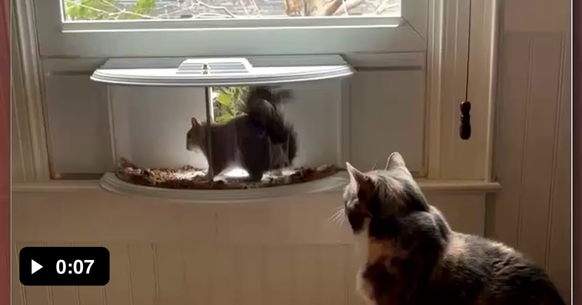 Peep show for cats. - 9GAG