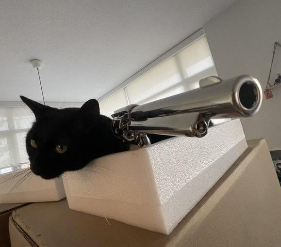 Gunslinger Cat, Evolution of Gunner Kitten, The Quickdraw Assassin - 9GAG