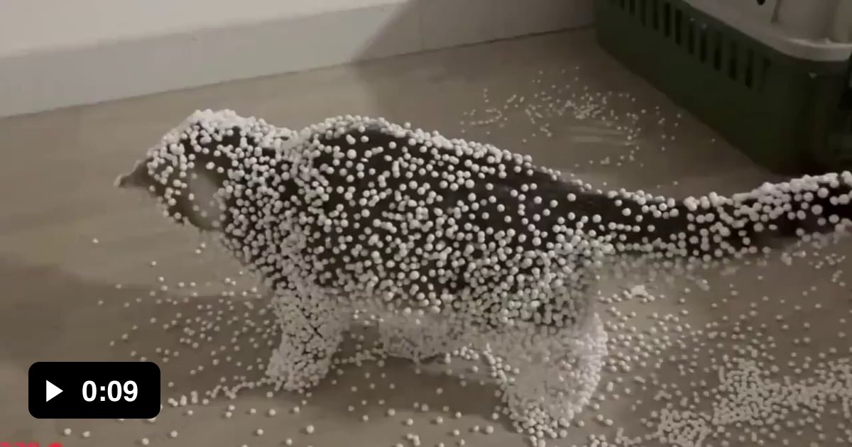 A cat discovered static electricity. - 9GAG