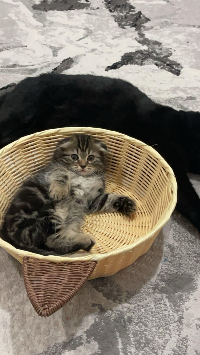 Floofy chilling in basket - 9GAG