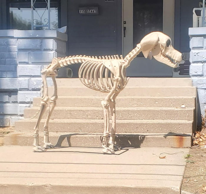Skeleton dog...ear bones. - 9GAG