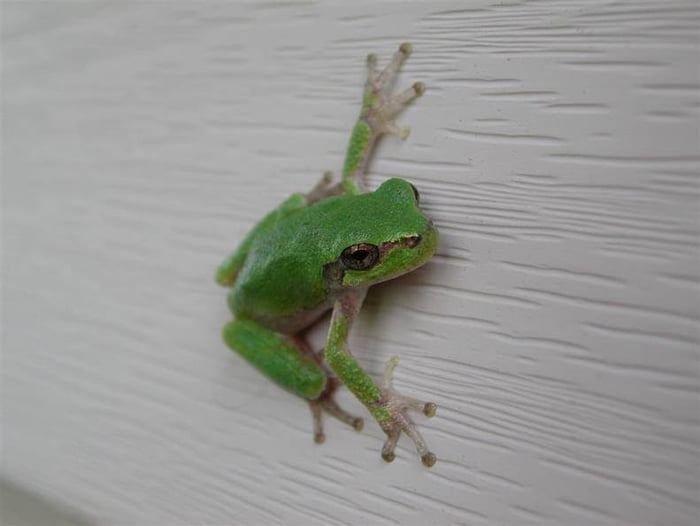 It is possible to hypnotize a frog by placing it on its back and gently ...
