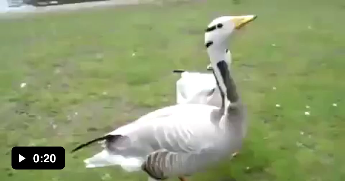 A very happy duck. - 9GAG