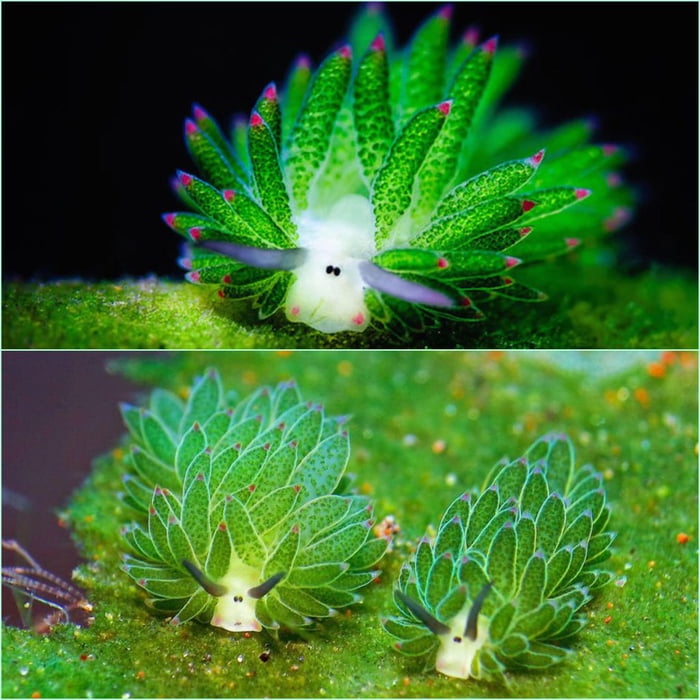 This sea slug called a leaf sheep (Costasiella kuroshimae) looks like a ...