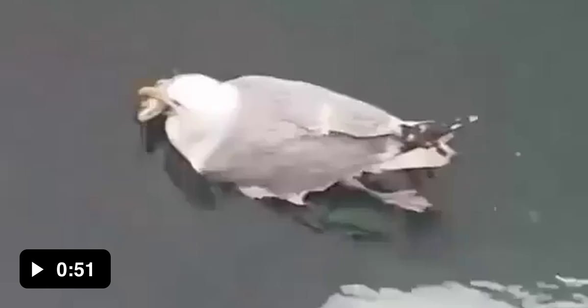 Beluga has fun with a seagull - 9GAG