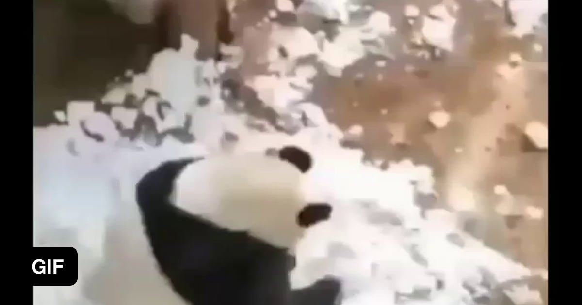 A rolling panda - 9GAG