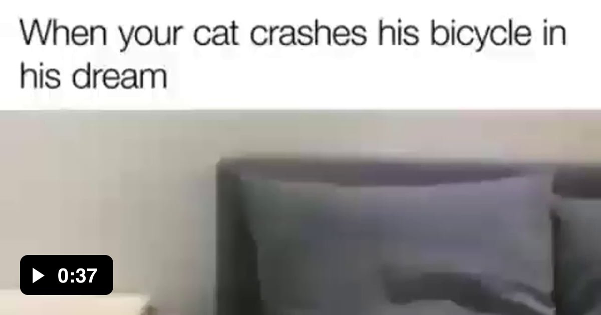 Cat crash - 9GAG