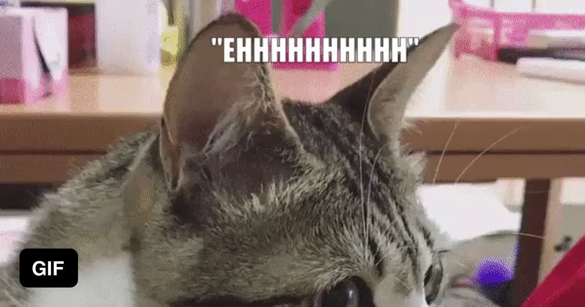 Cat Stopped Working - 9GAG