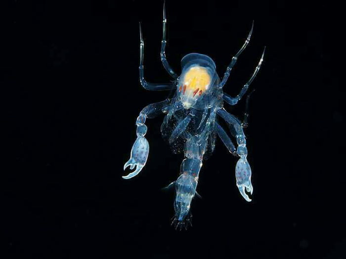 Awesome transparent crustacean - 9GAG