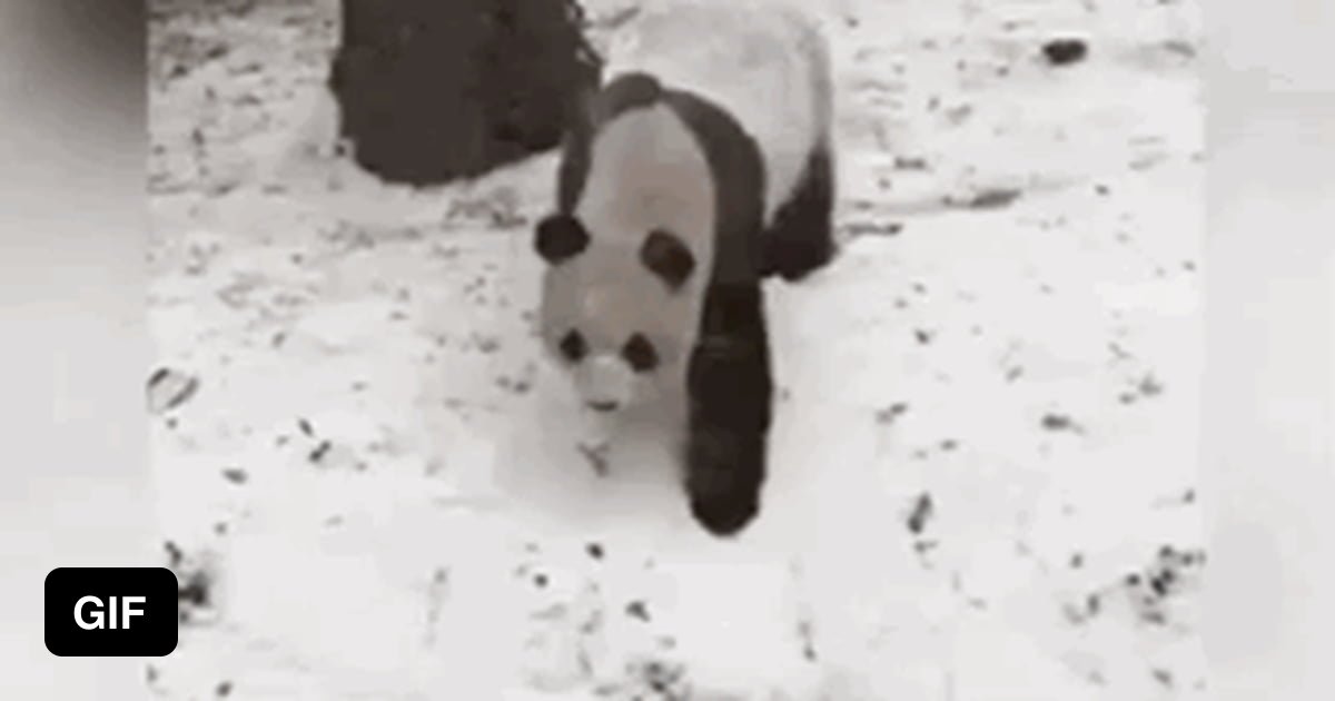 Over-dramatic panda! - 9GAG