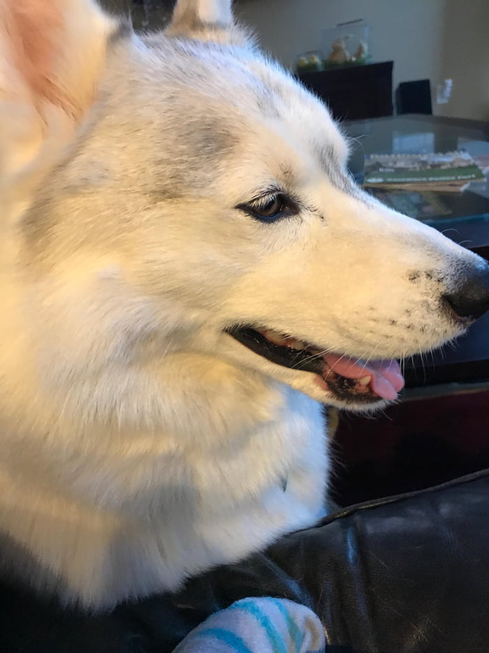 Floofy boye does a smile - 9GAG