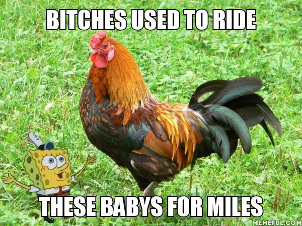 Big fat rooster! - 9GAG