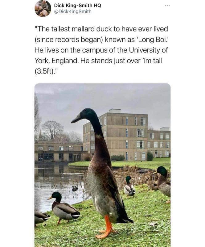 Long Boi, Keeper of the Pond - 9GAG