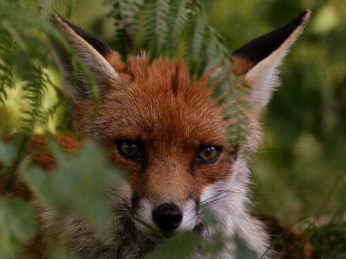 Foxes have impeccable hearing It’s reported that red foxes can hear a ...