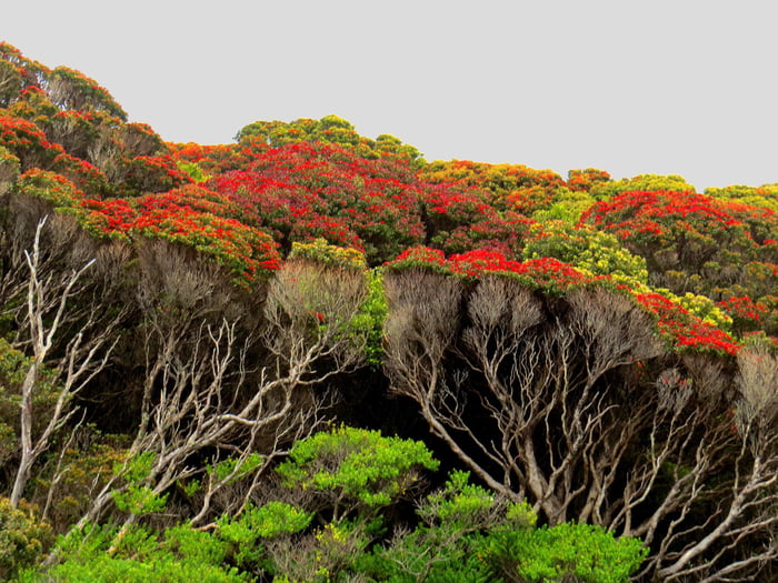 Rata forest. Auckland Islands, New Zealand. OC. 2048x1536 - 9GAG