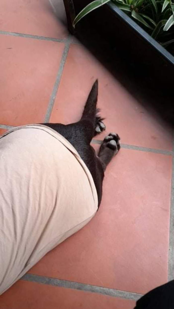 The way this Labrador is laying down. Look at those legs!! - 9GAG