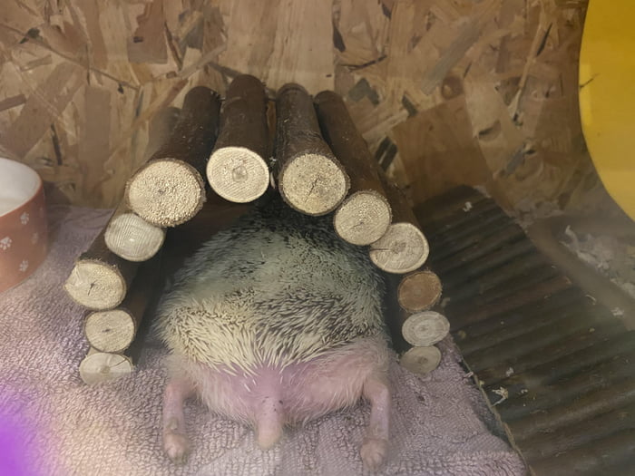 A tiny spiky sploot - 9GAG