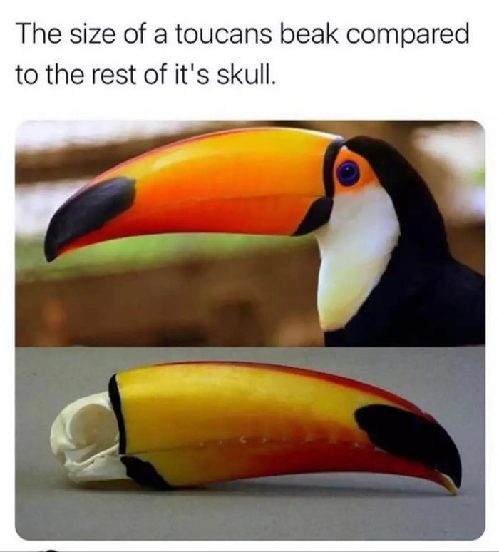 Smol brain - 9GAG