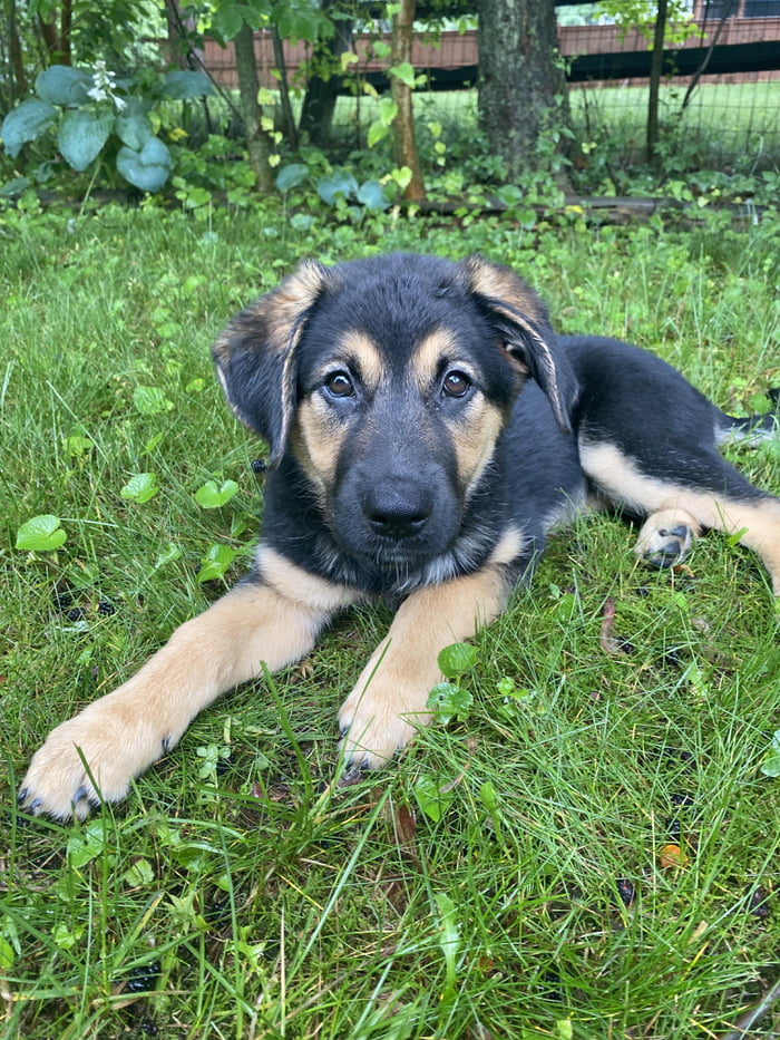 In case you were wondering what a German Shepherd/Golden Retriever mix ...