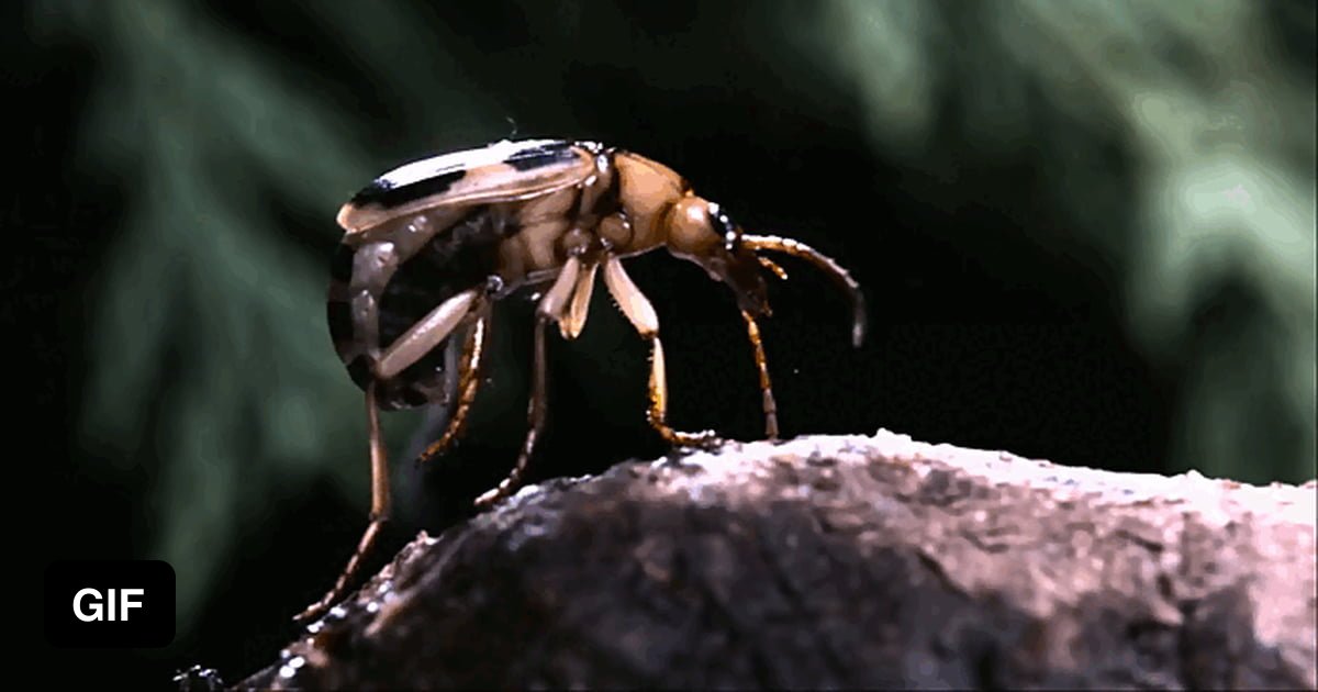 Bombardier beetles spraying a 100 °C chemical mixture from the tip of ...