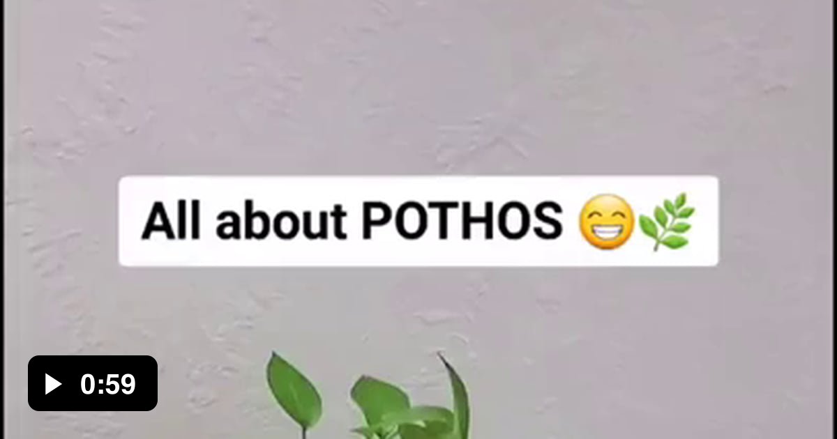 All Bout Pothos - 9GAG