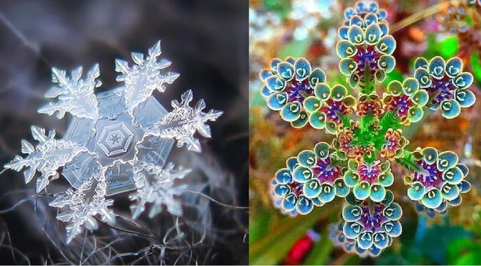 Interesting, a snowflake and a flower speaking the same mathematical ...